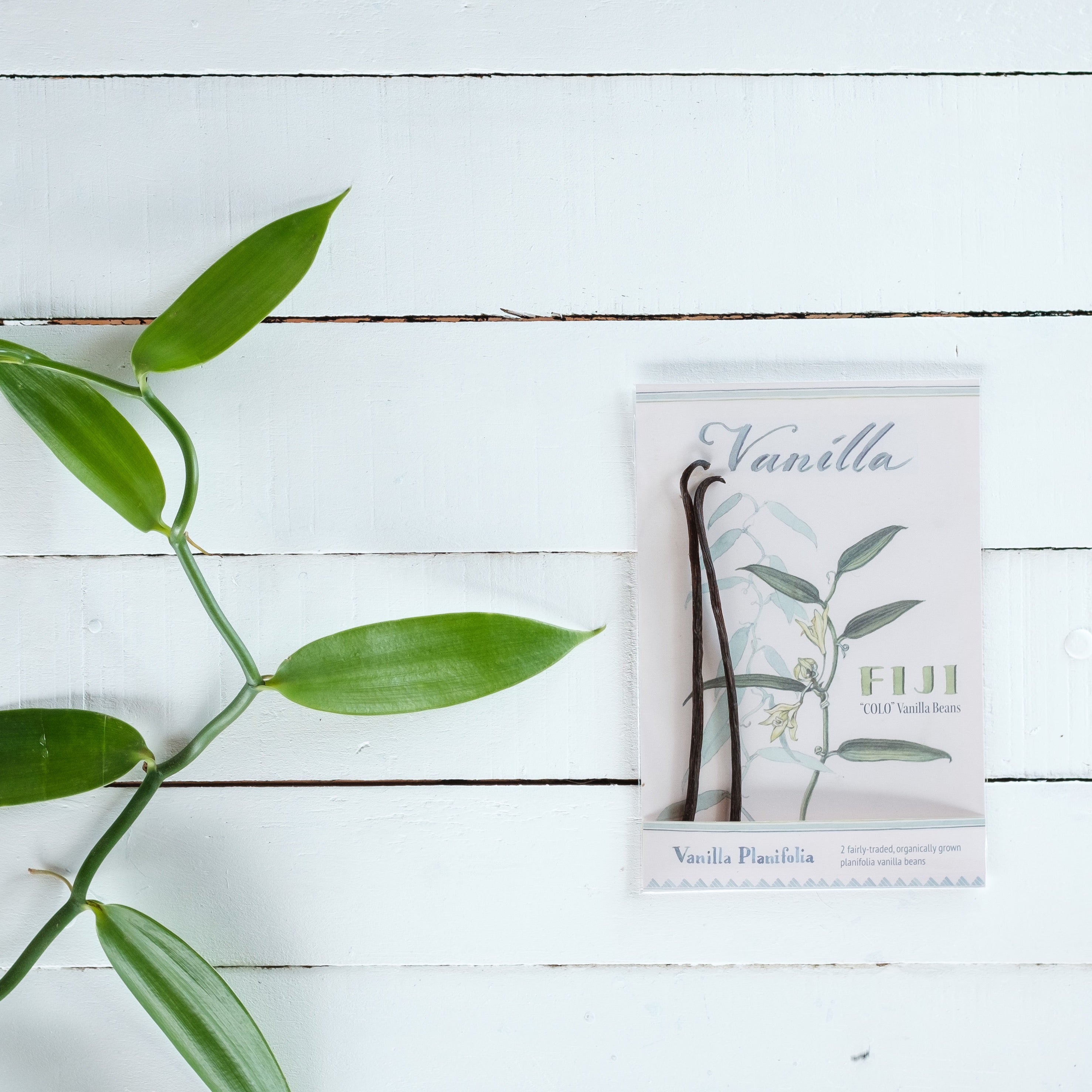 Pure Vanilla – Rise Beyond The Reef